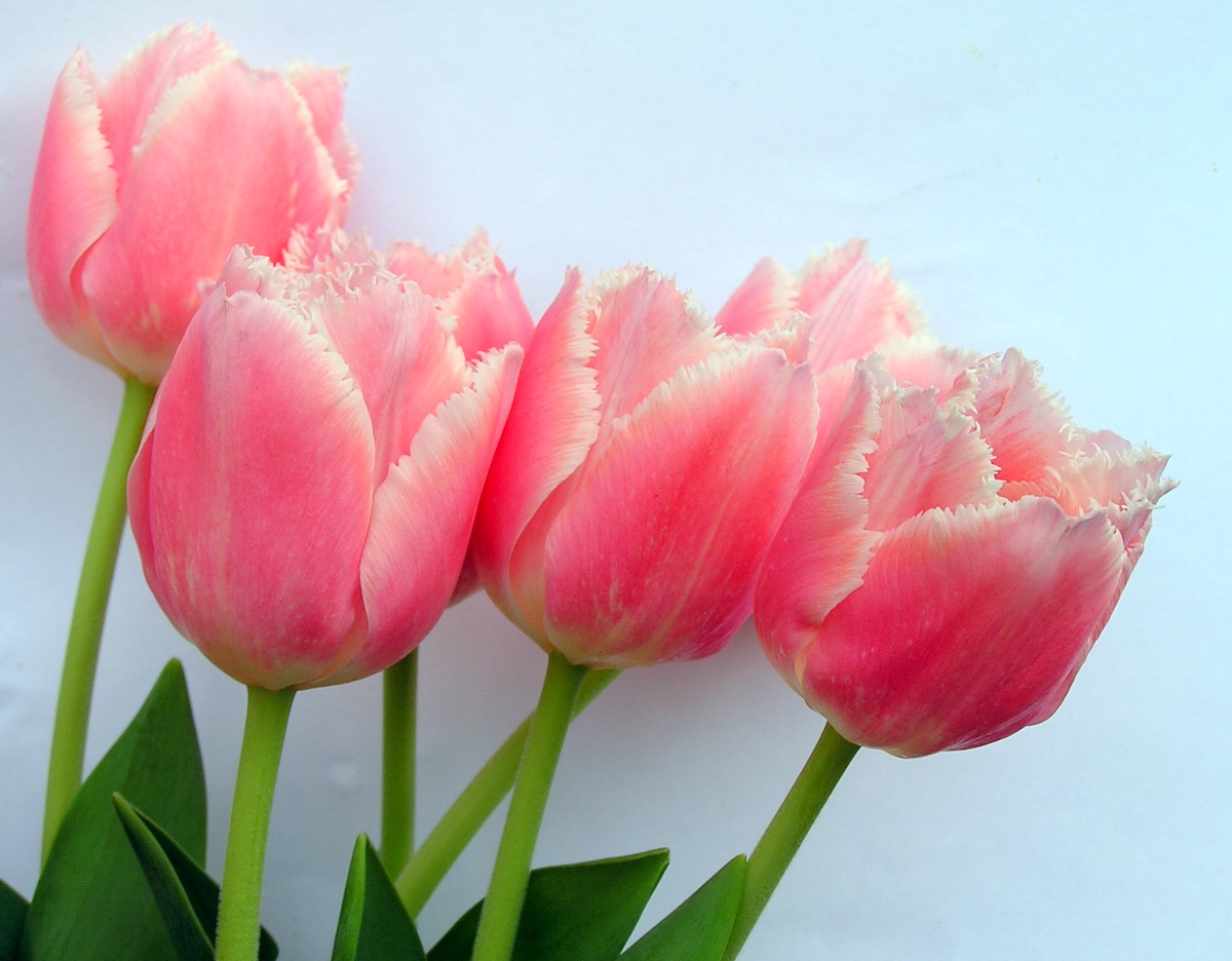 Client Login Portals | Houston | Affiliated HR & Payroll Services